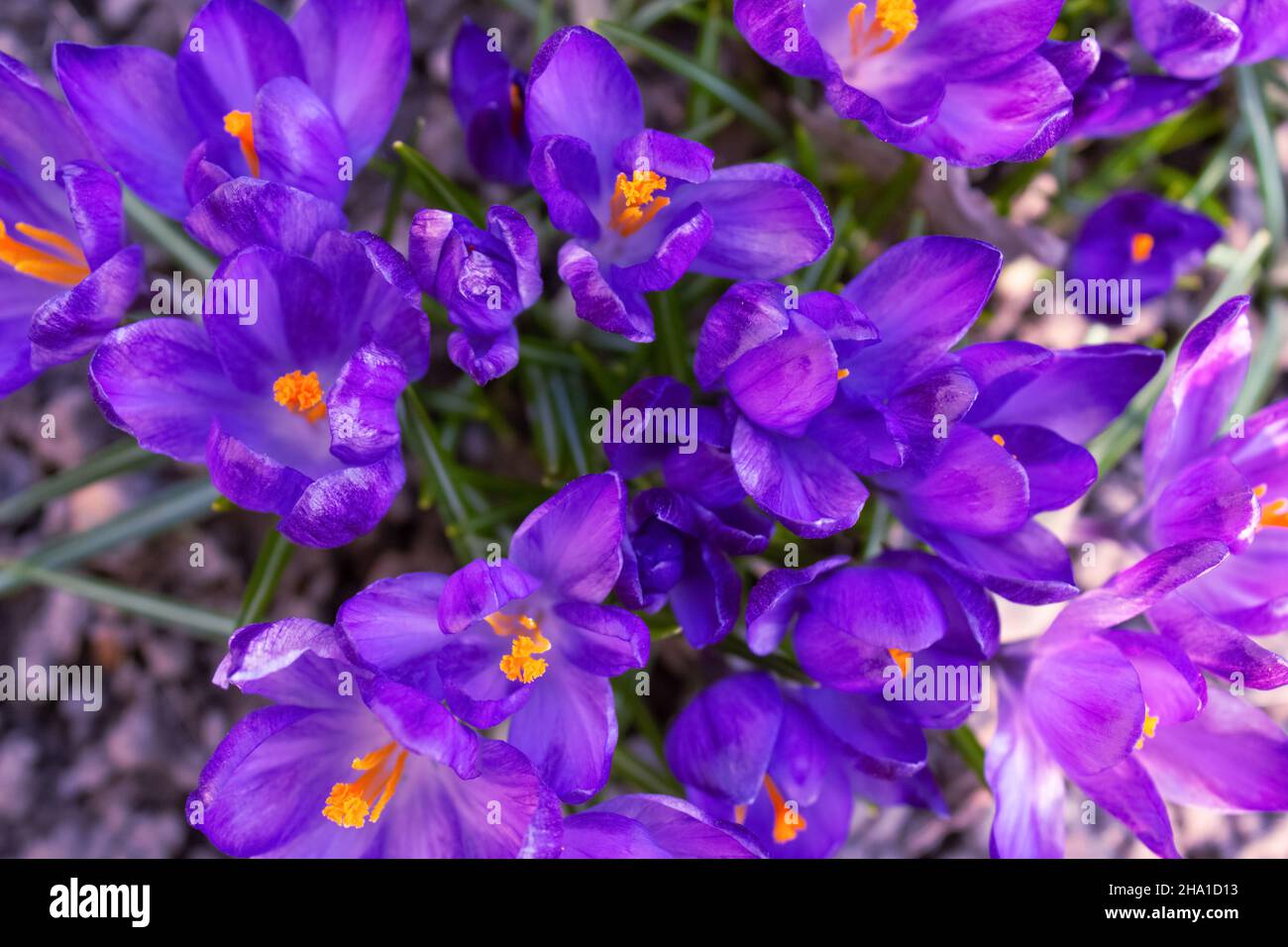 Close up view of flowering purple crocuses as trendy background. Early ...