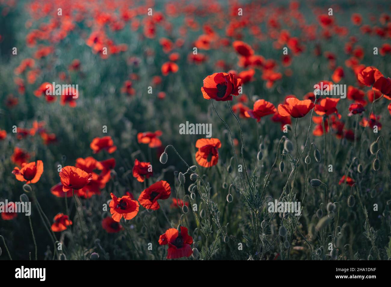 Red poppies close-up on an endless field with beautiful sunlight Stock ...