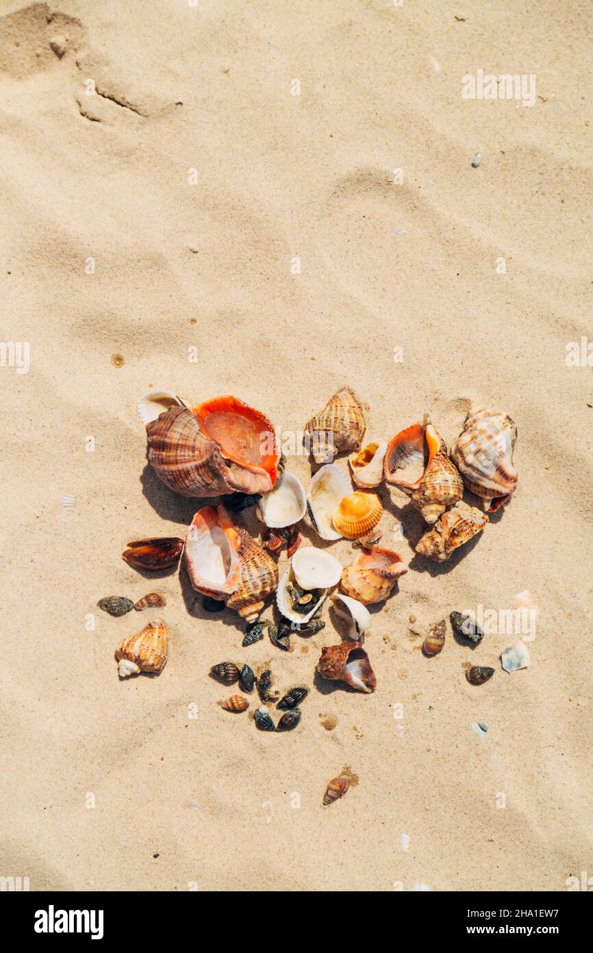 Many Different Seashells Lie on the Golden Sand of Sea Beach. Nature ...