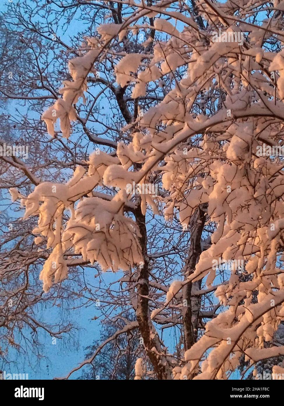 White frost first frosts hi-res stock photography and images - Alamy
