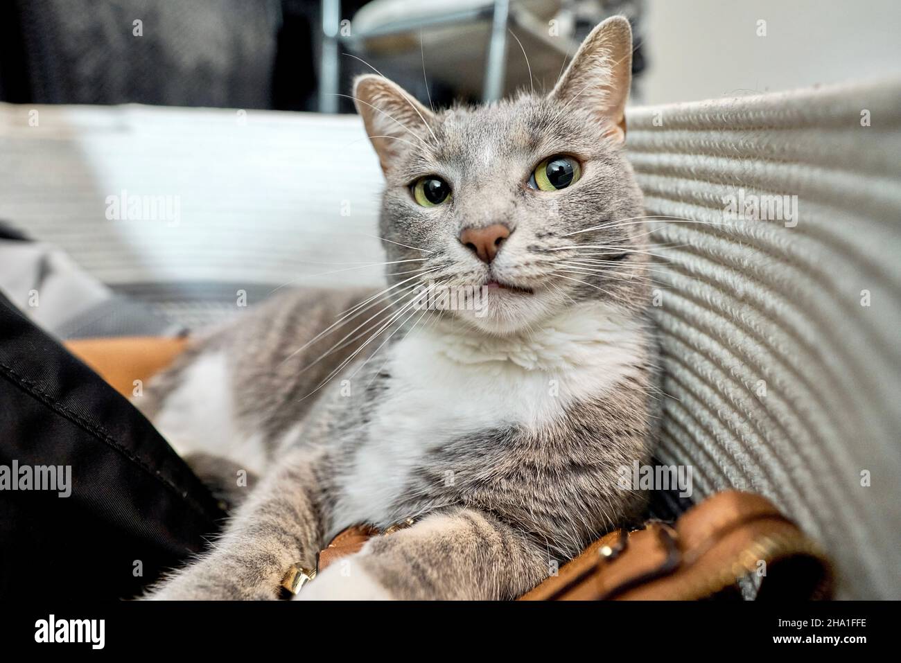 Tabby sitting hi-res stock photography and images - Alamy