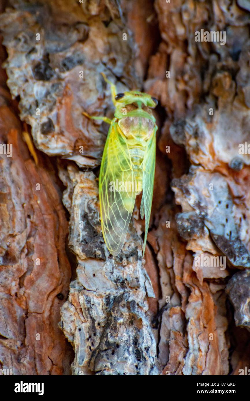 Symbol of Provence, one day young green cicada orni insect sits on tree ...