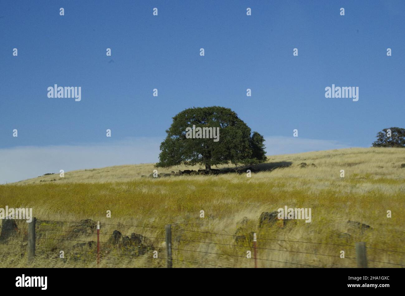Landscape large green tree hi-res stock photography and images - Alamy