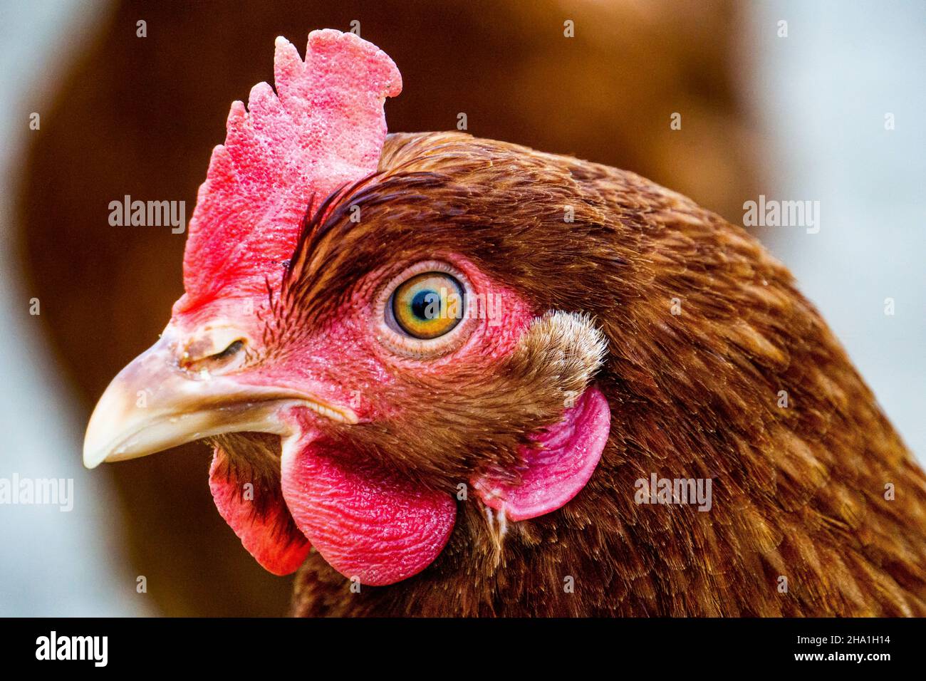 Rooster face closeup farm hi-res stock photography and images - Alamy