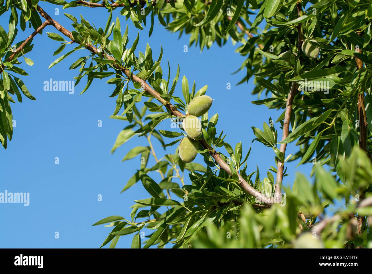 Almonds harvest france hi-res stock photography and images - Alamy
