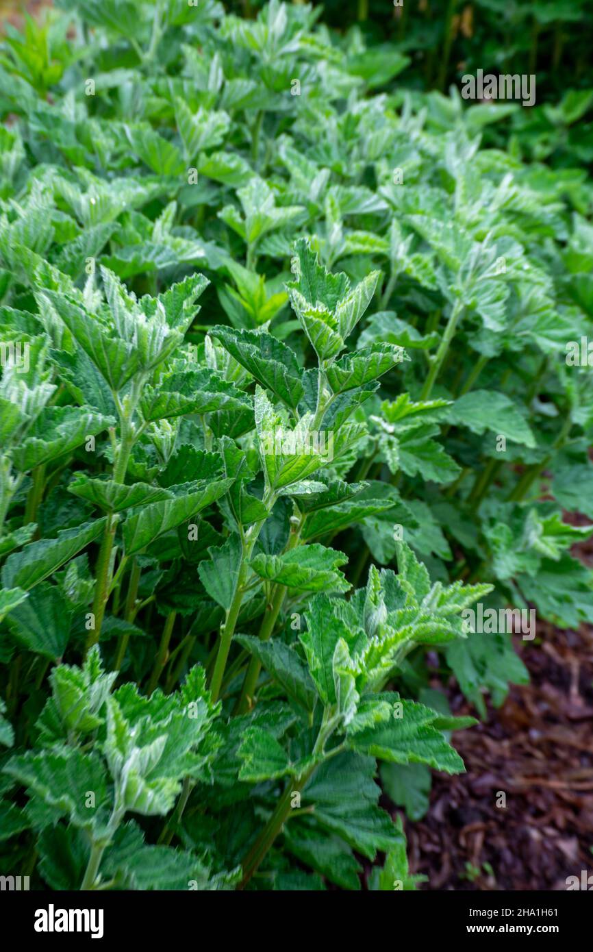 Botanical collection, medicinal plant green althaea officinalis in ...