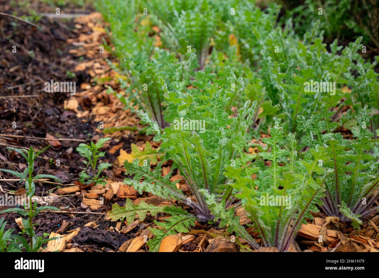 Botanical collection, Cnicus benedictus or holy thistle plant growing ...