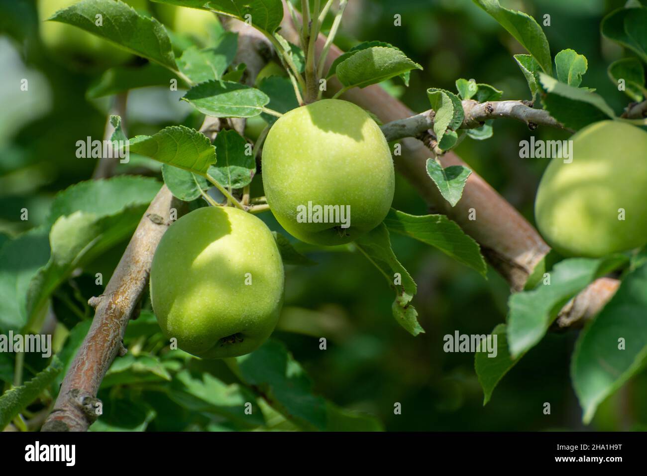 Young green apples growing on apple trees on fruit orchards in Provence ...