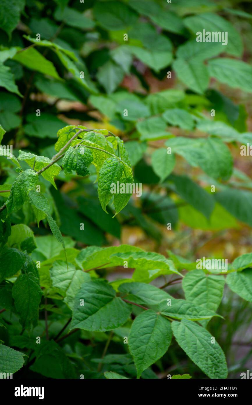 Botaical collection, green leaves of eleutherococcus senticosus or ...