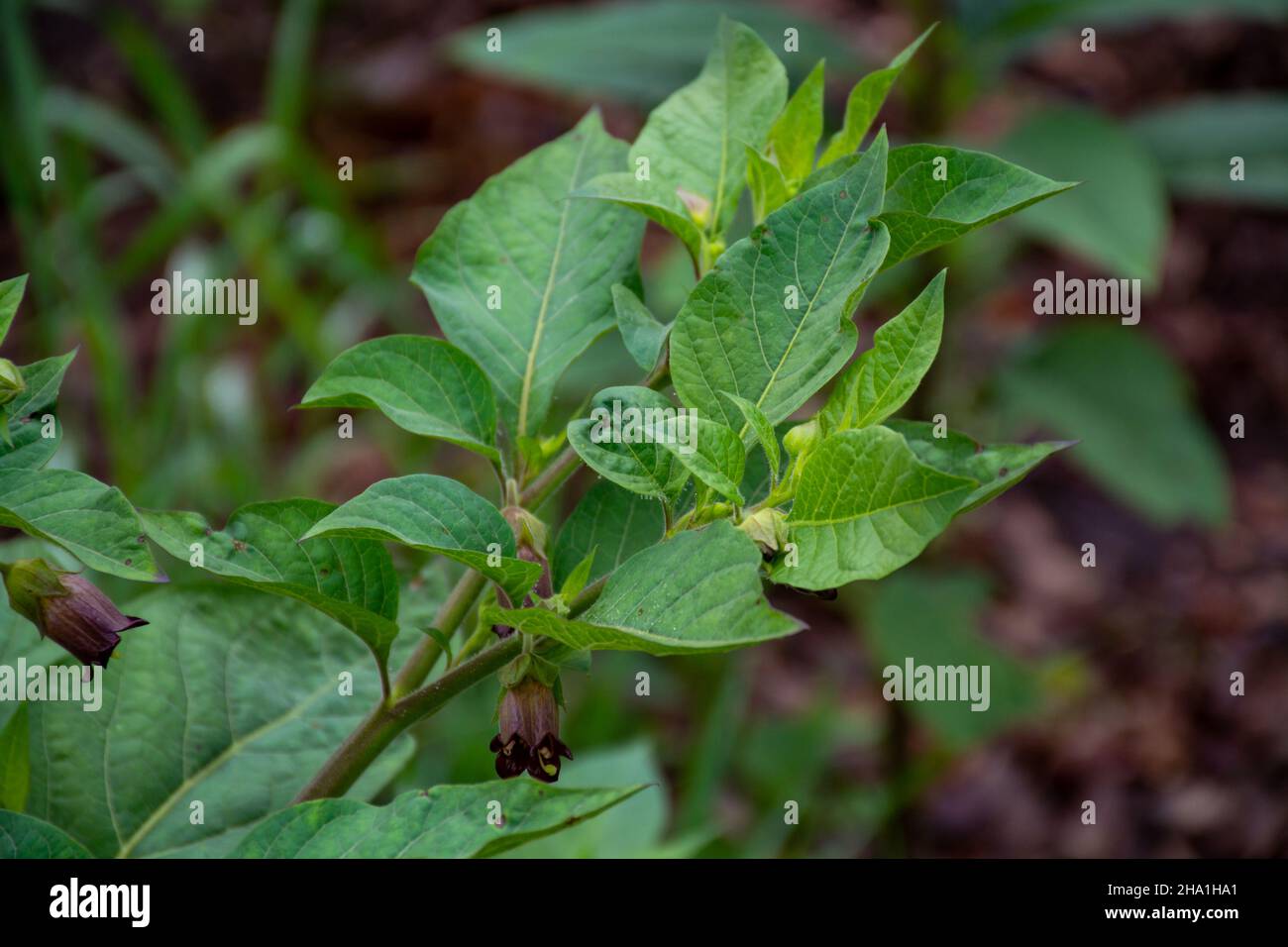 Botanical collection, Atropa belladonna, commonly known as belladonna ...
