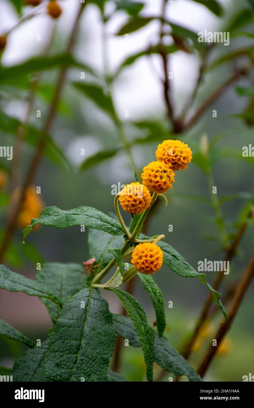 Botanical collection, Buddleja globosa medicinal plant or orange-ball ...