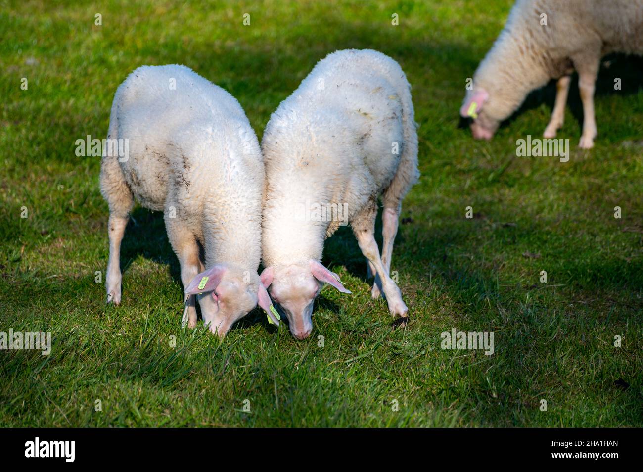 Group of adult and young lambs animals grazing grenn grass on farm in ...