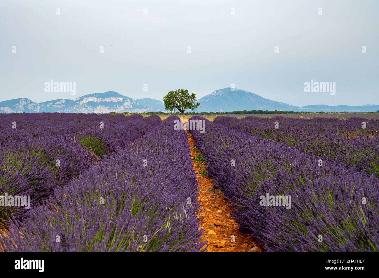 Touristic destination in South of France, colorful aromatic lavender ...