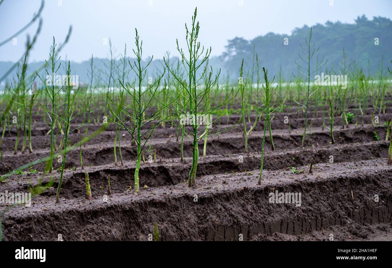 Growing cycle of white asparagus plants in summer, green plants Stock ...