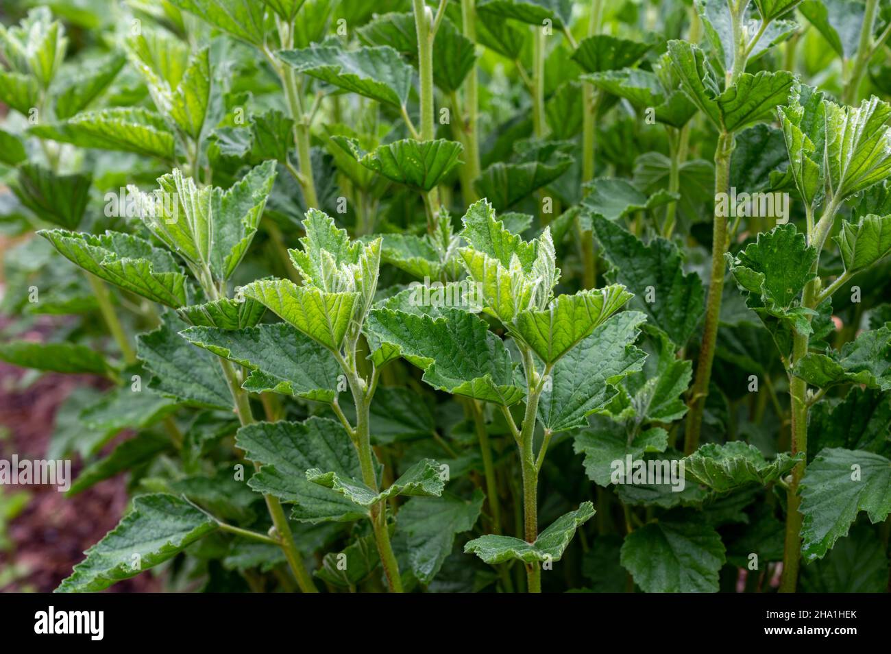 Botanical collection, medicinal plant green althaea officinalis in ...