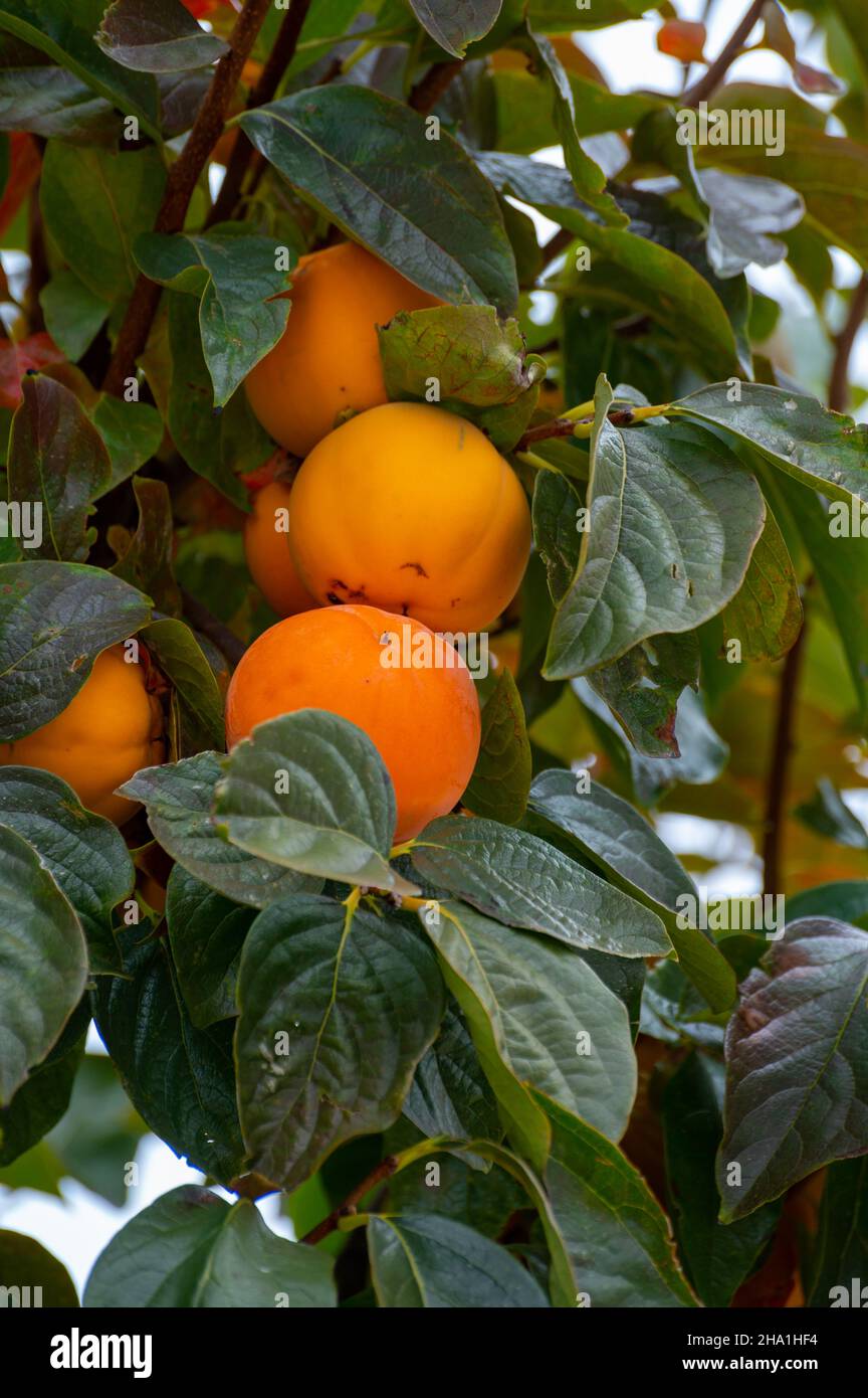 Persimmons fruit tree with ripe sweet orange fruits ready to harvest ...