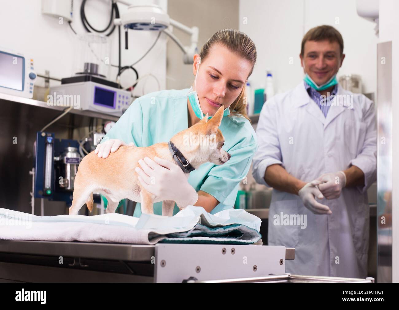 Dog undergoing surgery at vets Stock Photo - Alamy