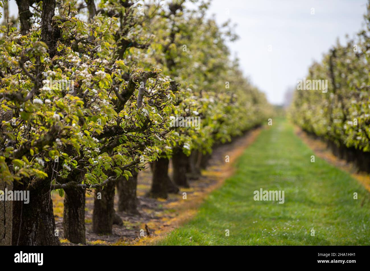Organic farming in Netherlands, rows of blossoming pear trees on fruit ...