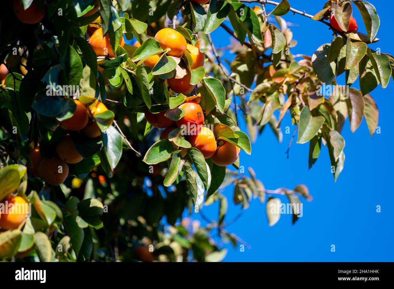 Persimmons fruit tree with ripe sweet orange fruits ready to harvest ...