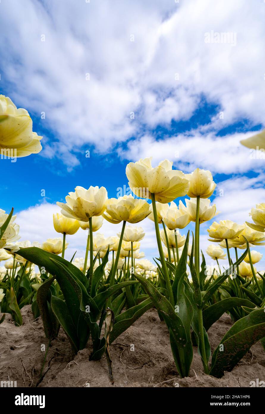 Tulip bulbs production industry, white tulip flowers fields in spring ...