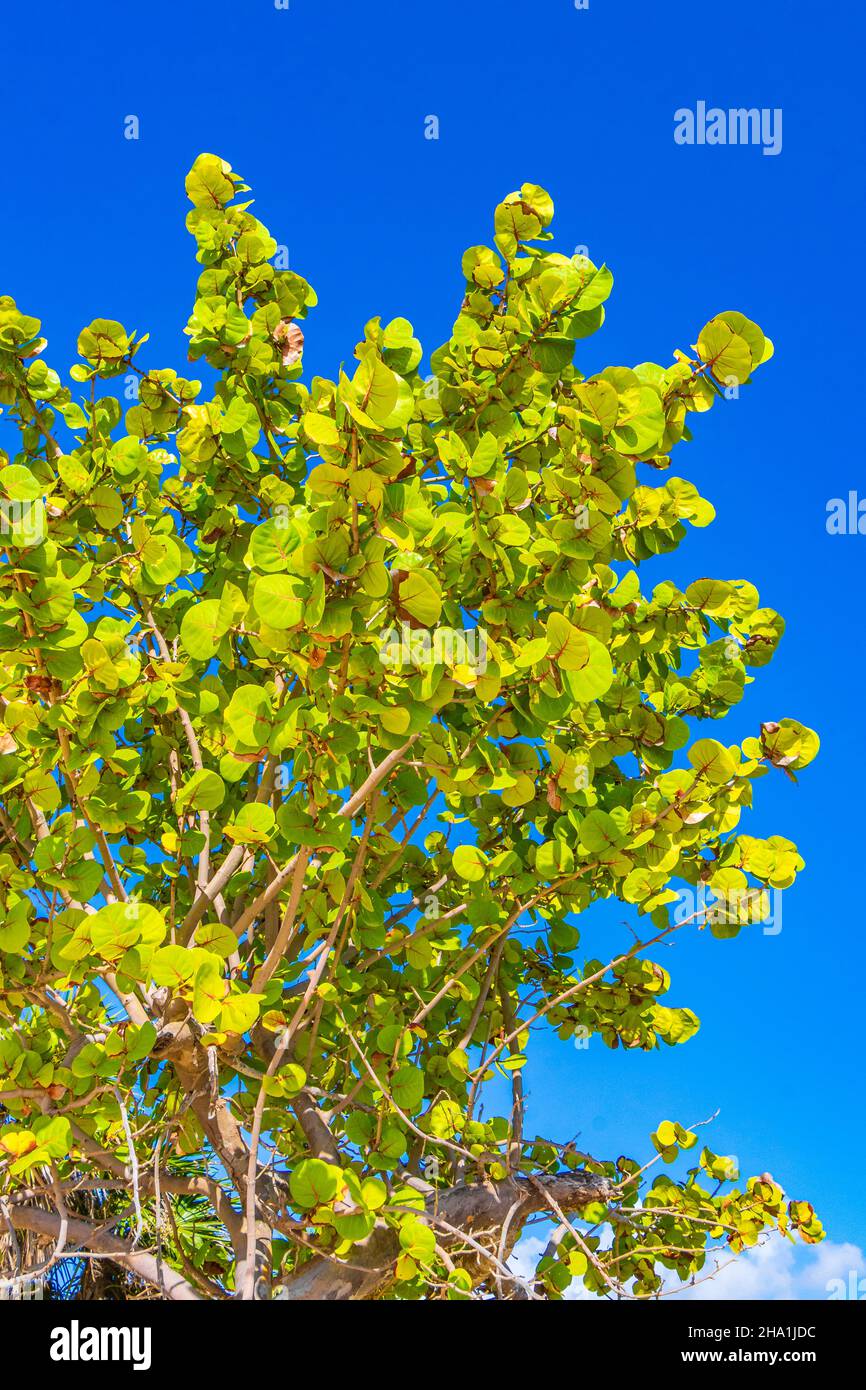 Tropical natural mexican tree with blue sky background at Punta ...