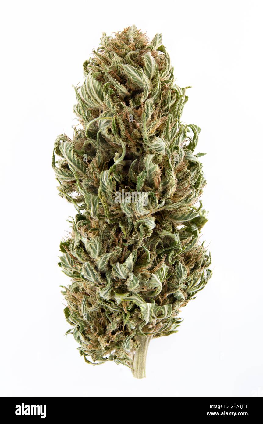 Dried cannabis bud on Cut Out Stock Images & Pictures - Alamy