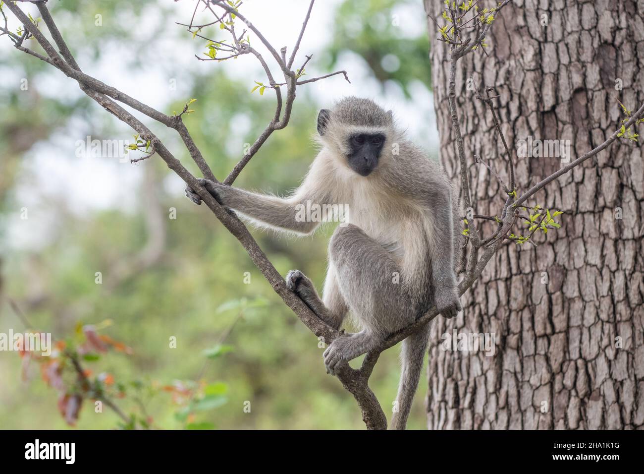 Vervet monkey in a tree in Kruger National Park, South Africa Stock ...