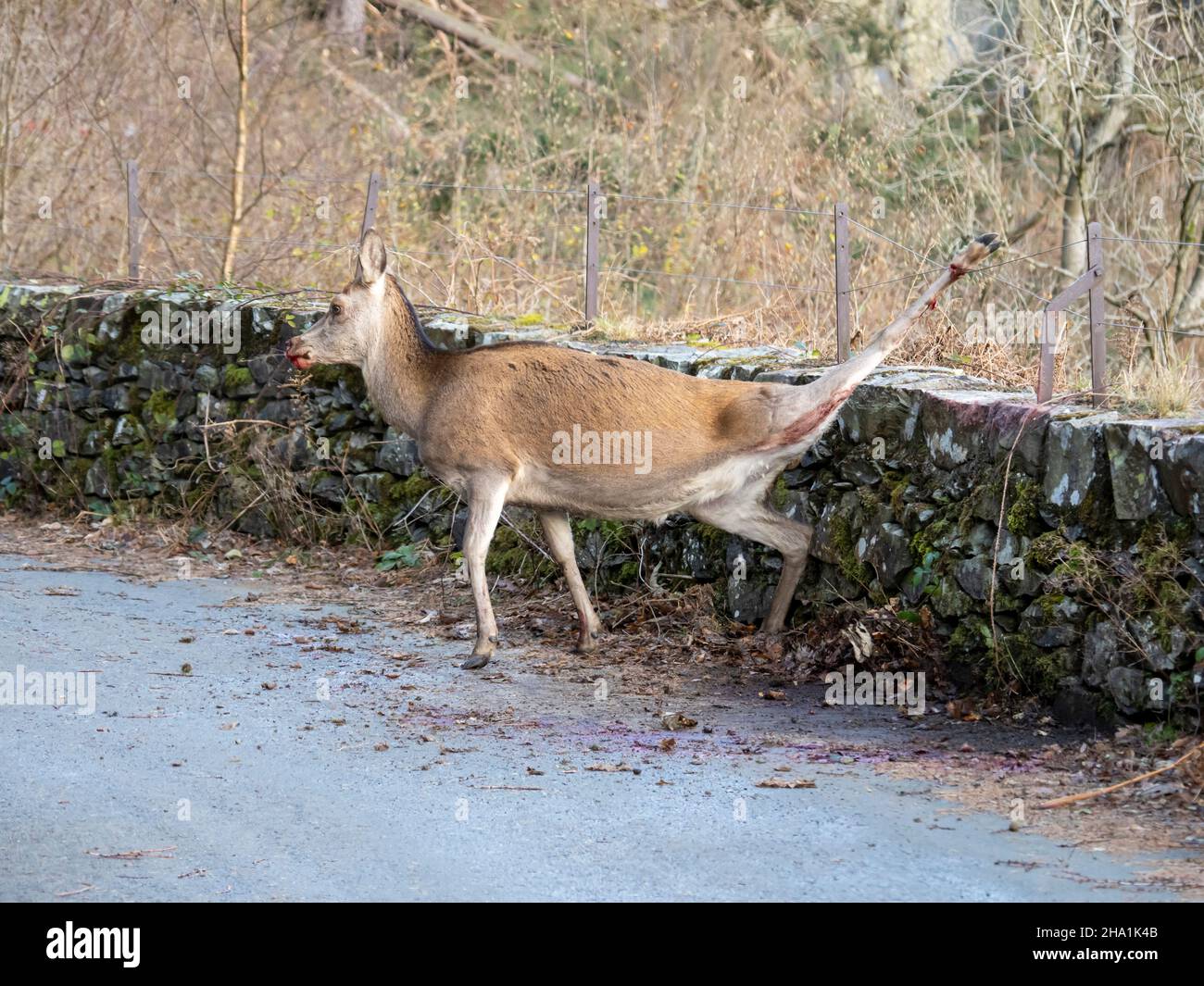 A Red Deer with its rear leg caught between two wires on a wall top ...