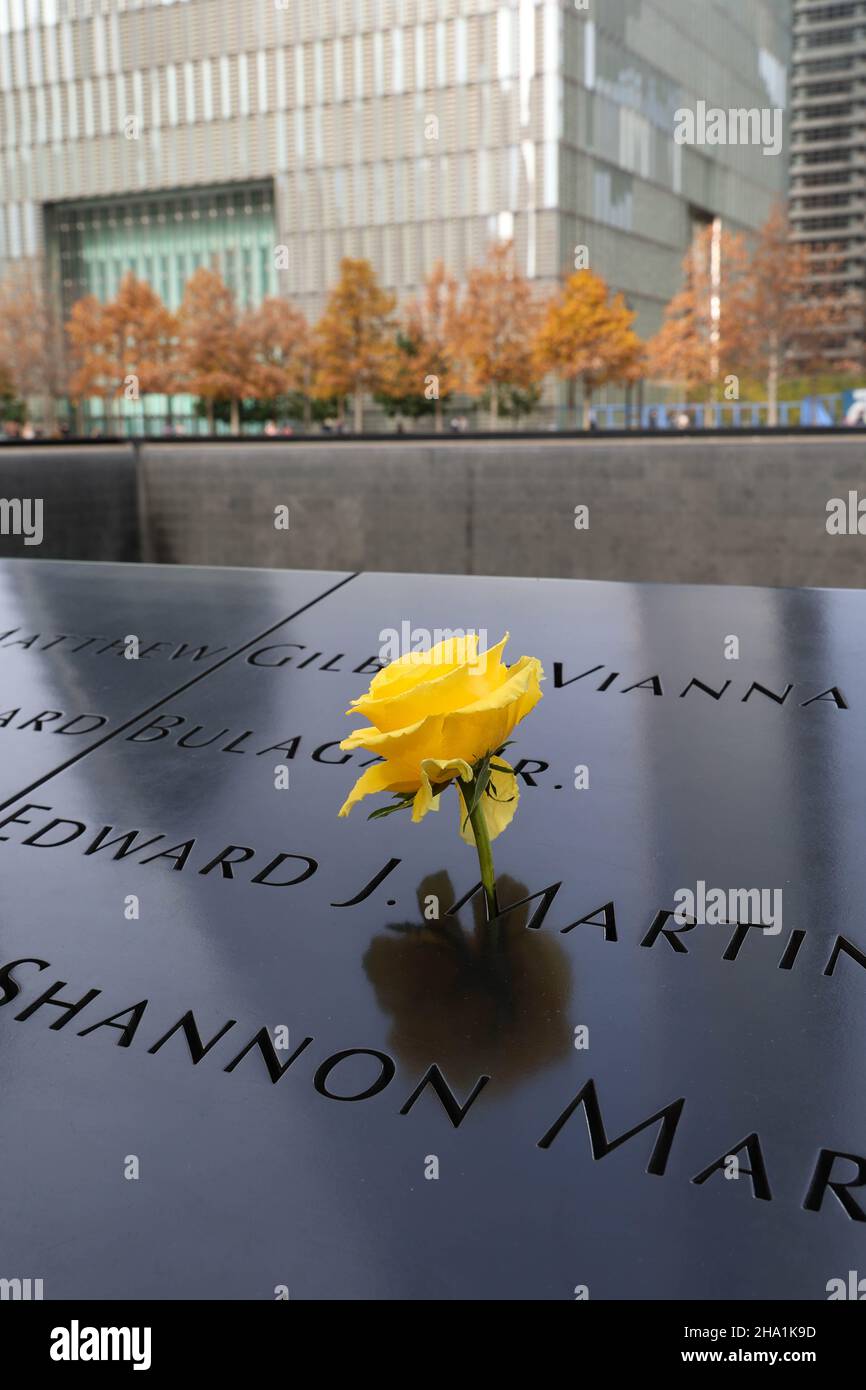 Yellow rose in World Trade Center Memorial Stock Photo - Alamy