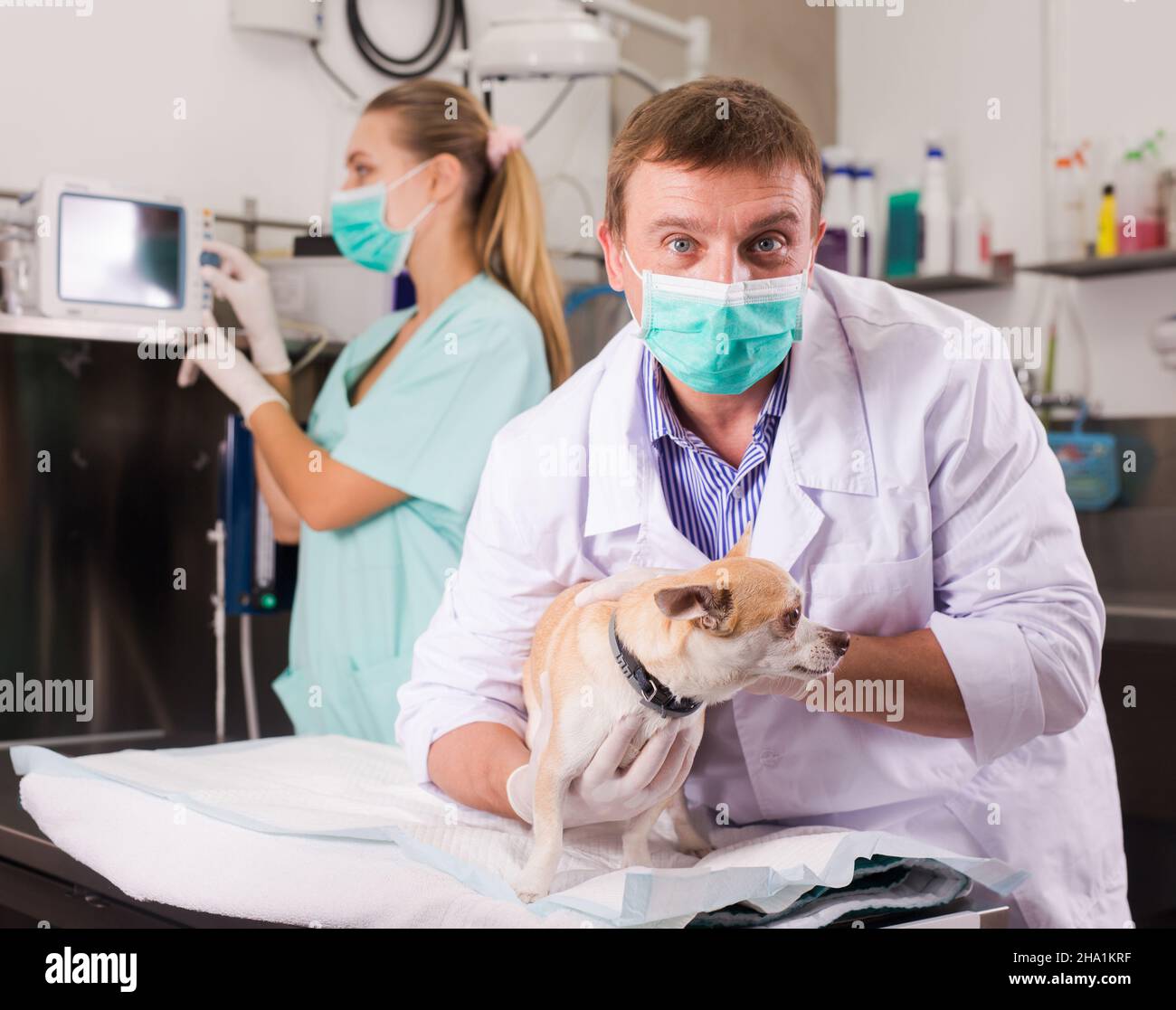 Dog undergoing surgery at vets Stock Photo - Alamy