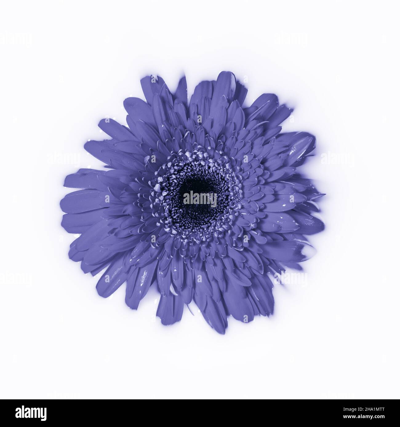 Gerbera or barberton daisy flower head in milk bath water toned in ...