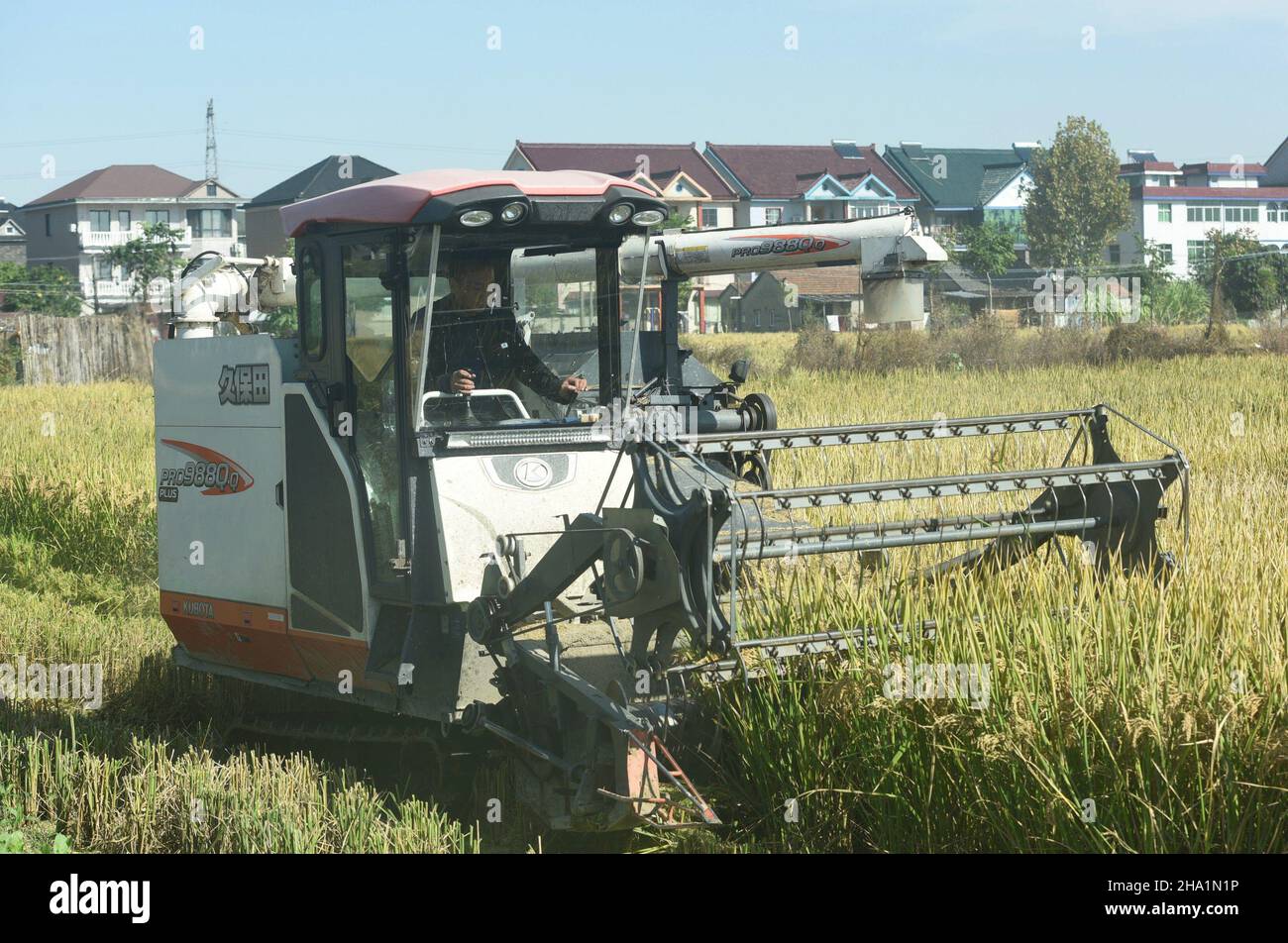 HANGZHOU, CHINA - NOVEMBER 9, 2021 - A combine harvester reaps rice in ...