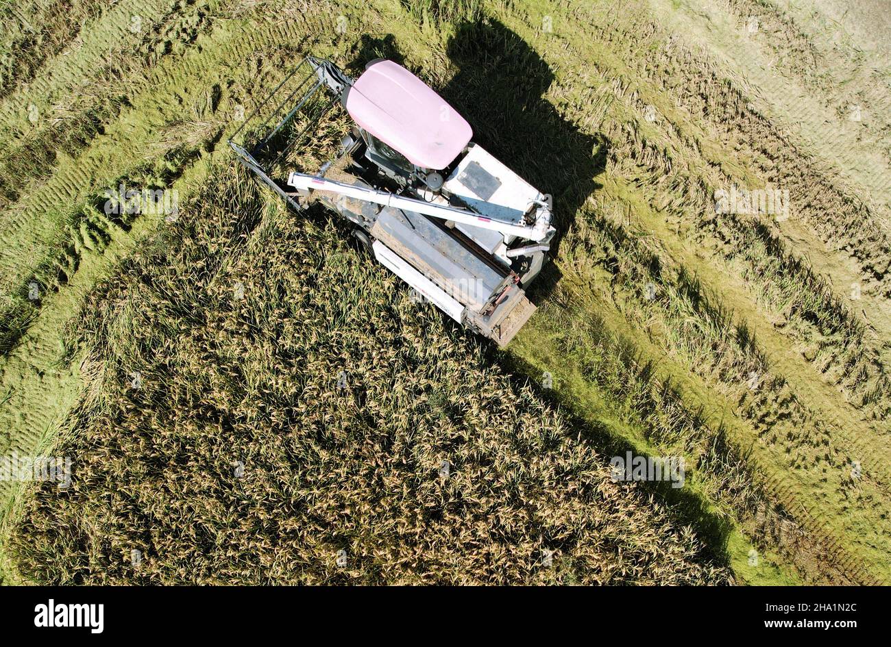 China rice combine harvester hi-res stock photography and images - Alamy
