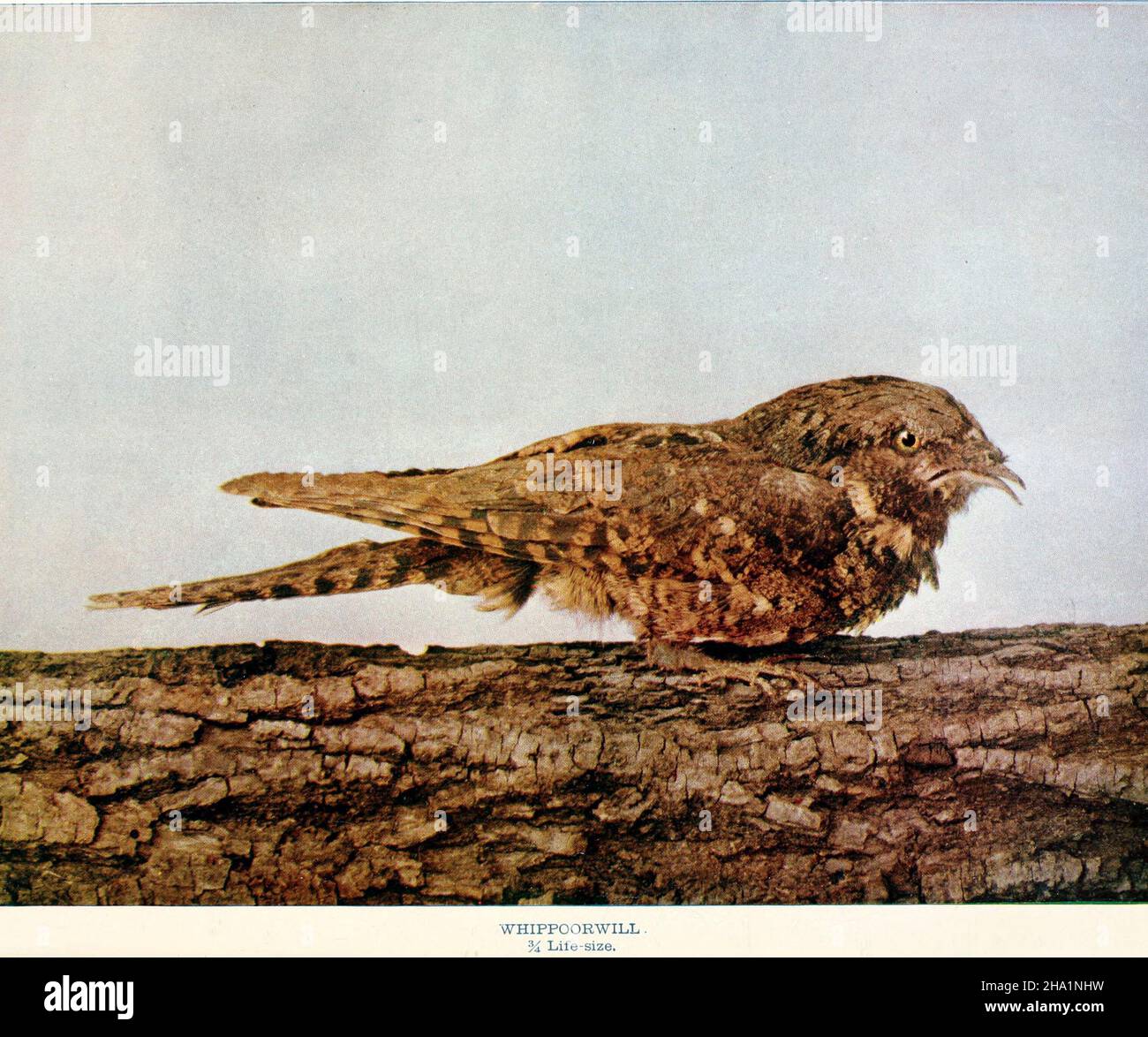 Whippoorwill 3/4 Life Size Stock Photo - Alamy