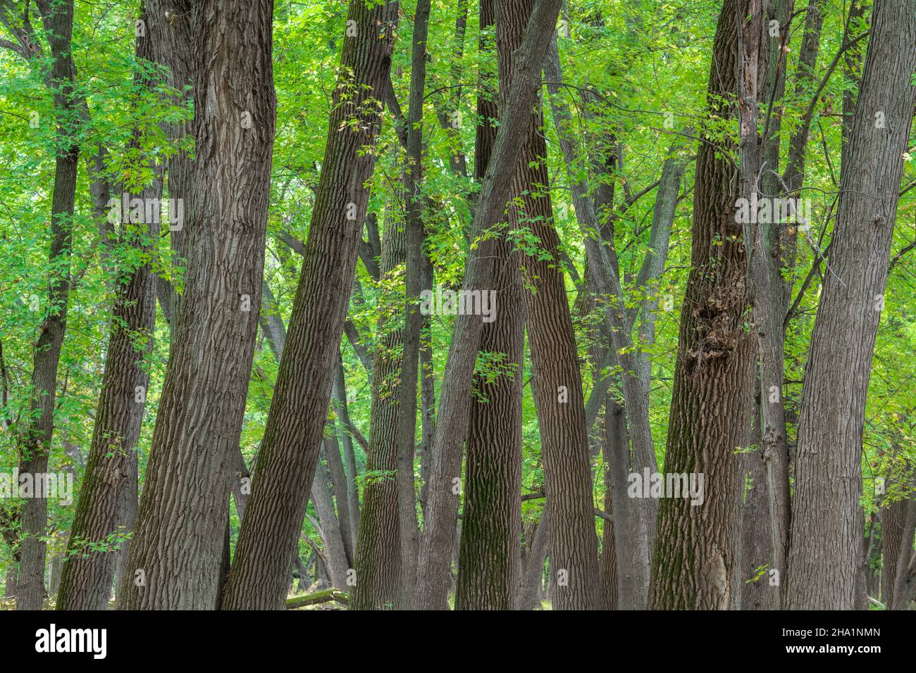 Silver Maple trees, foliage, Floodplain, along river, E USA, by ...