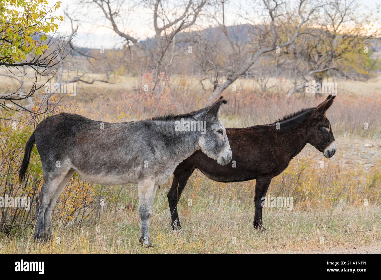 Feral burros, Custer state park, S. Dakota, USA, by Dominique Braud ...