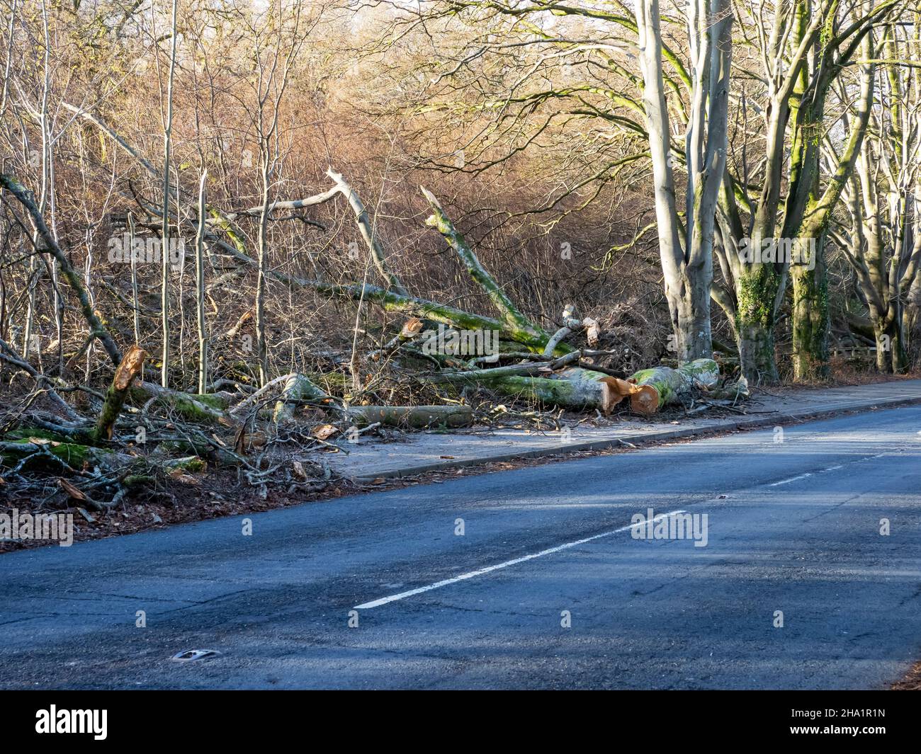 Roadside Beech Trees blown over by Storm Arwen near Ambleside, Lake ...