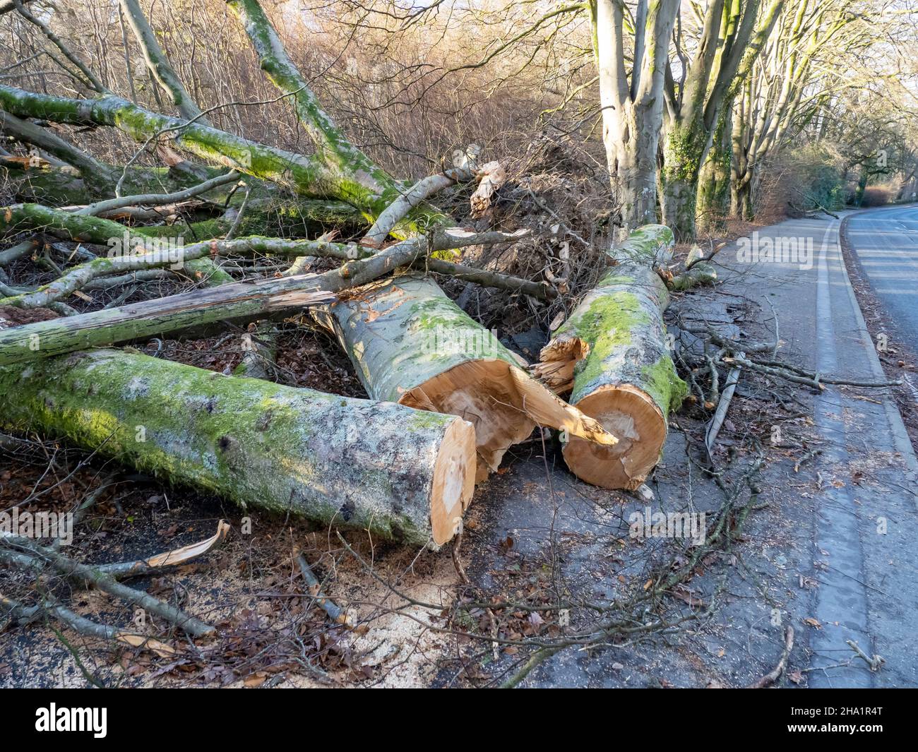 Roadside Beech Trees blown over by Storm Arwen near Ambleside, Lake ...