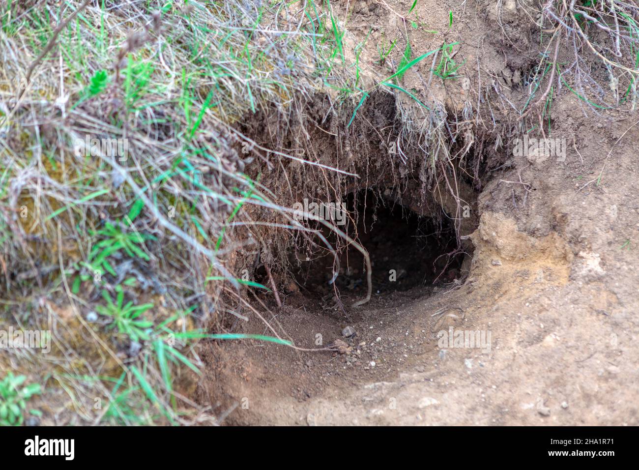 Fox den . Hole in the ground for wild animals Stock Photo - Alamy
