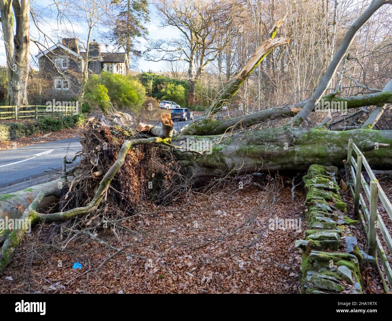 Roadside Beech Trees blown over by Storm Arwen near Ambleside, Lake ...