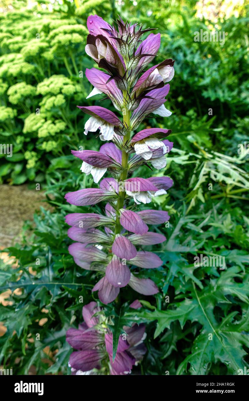 Bear's Breech plant in a English garden Stock Photo - Alamy