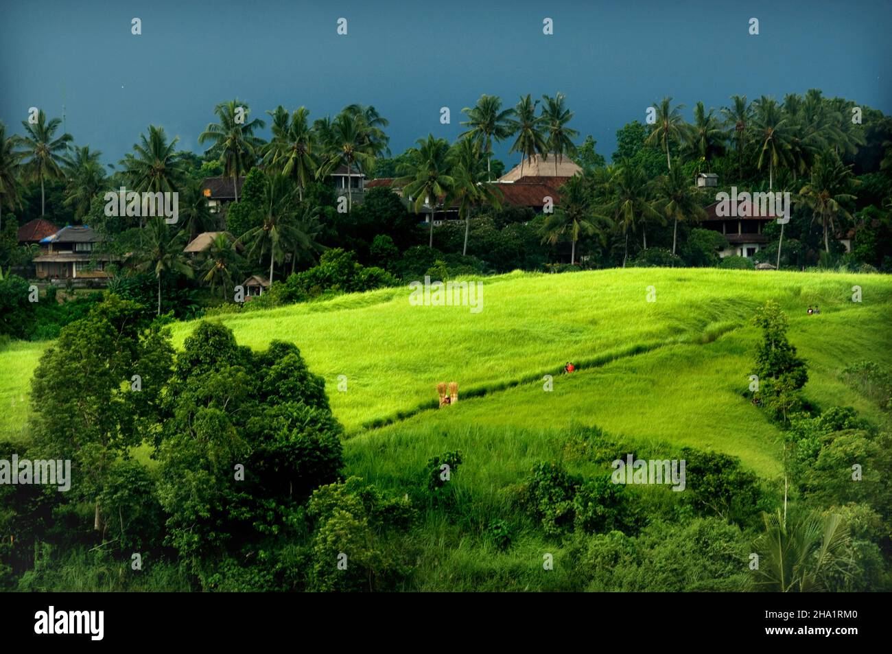 Carry rice bundles hi-res stock photography and images - Alamy