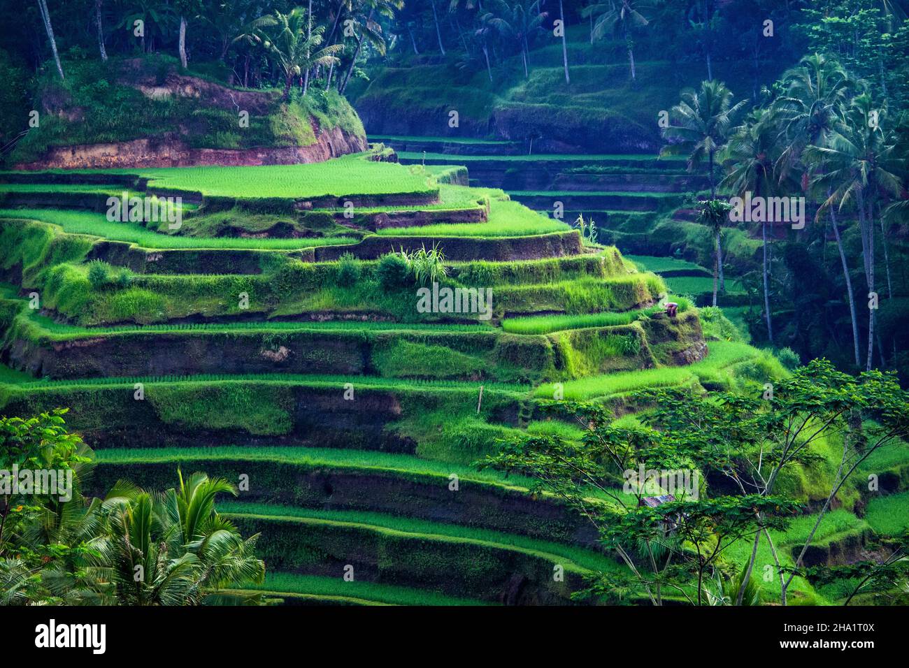 Terraced Rice Fields, Bali, Indosenia Stock Photo - Alamy