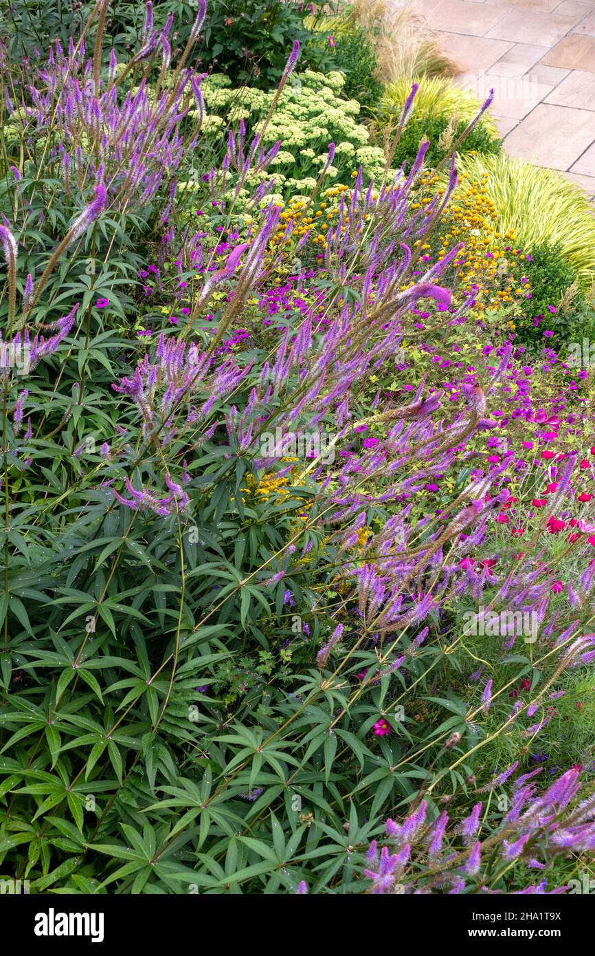 British garden plants in domestic home garden Stock Photo - Alamy