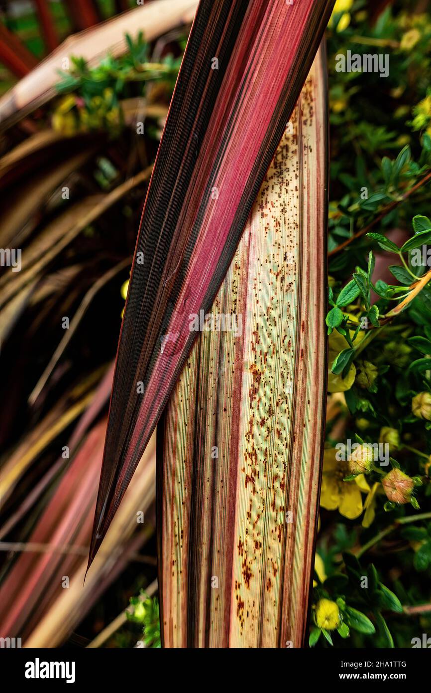 Dragon Tree leaf Stock Photo - Alamy