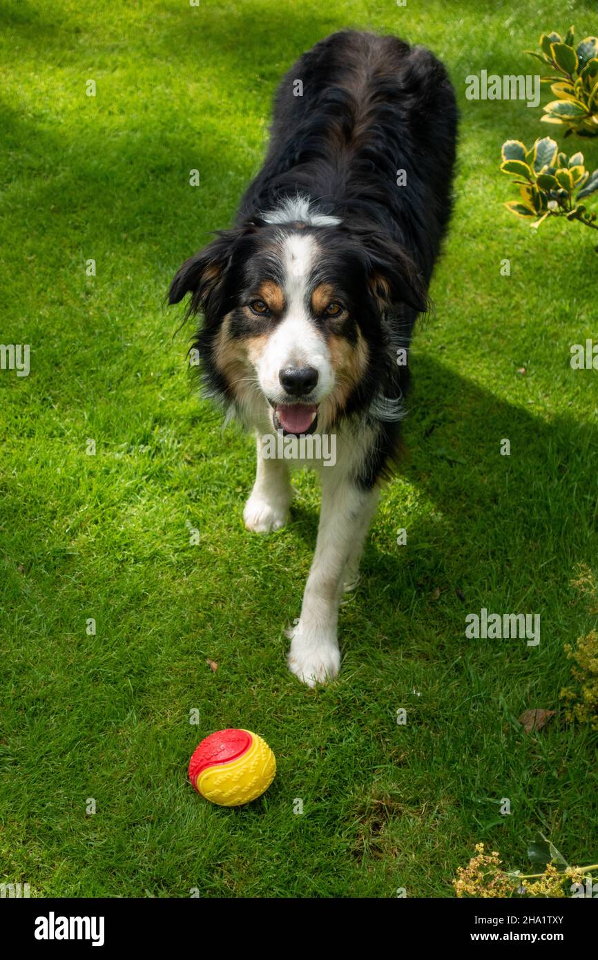 Max Collie dog with toy Stock Photo - Alamy