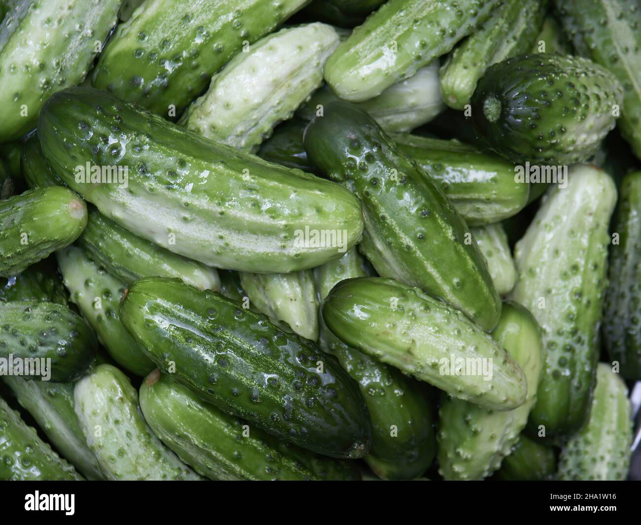 Fresh green cucumbers, Backgrounds, useful tools for graphics works ...