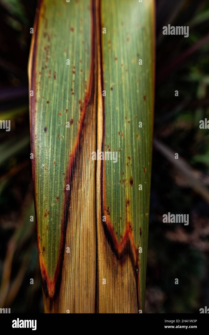Dragon Tree leaf Stock Photo - Alamy