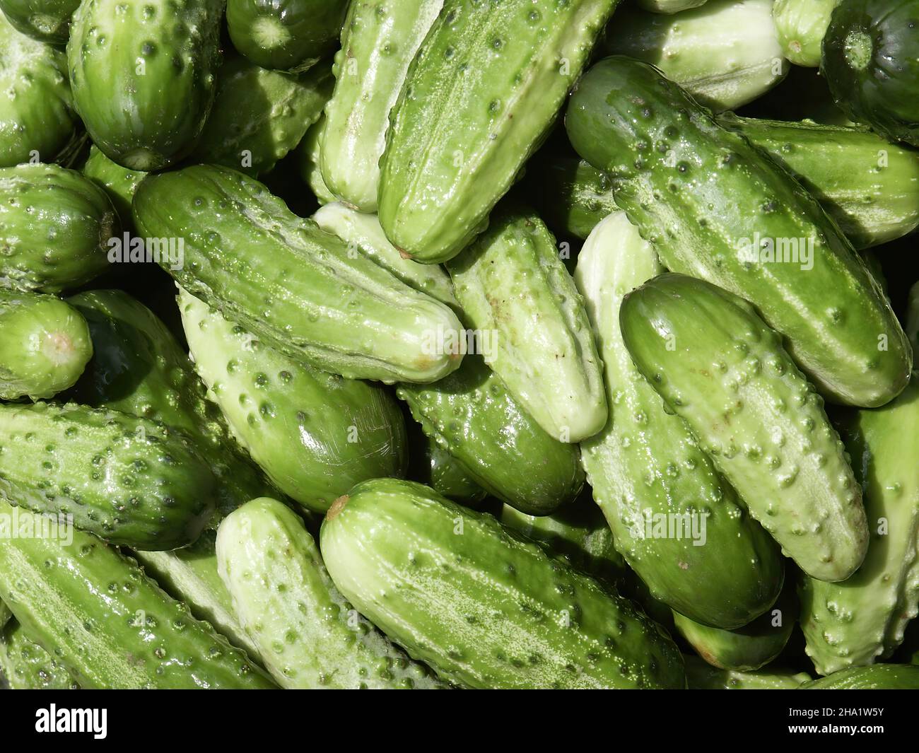 Fresh green cucumbers, Backgrounds, useful tools for graphics works ...