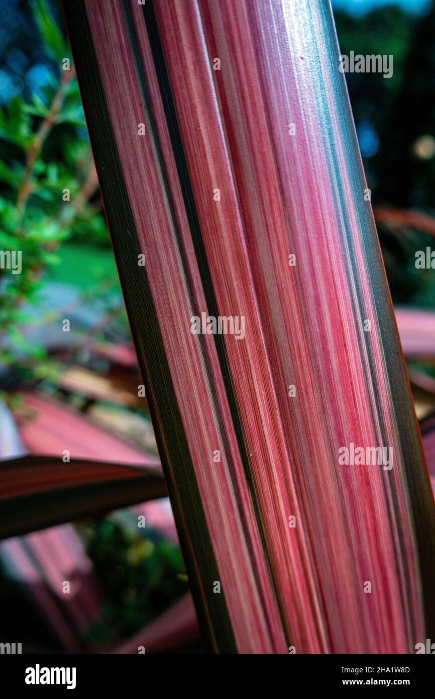 Variegated tree art hi-res stock photography and images - Alamy